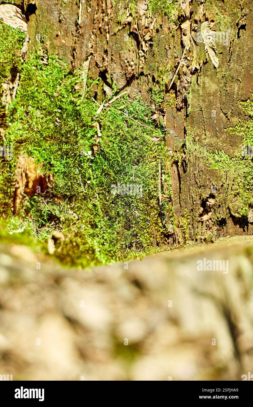 A vibrant growth of moss and lichen adorns an old tree trunk, soaking in sunlight amidst the ...