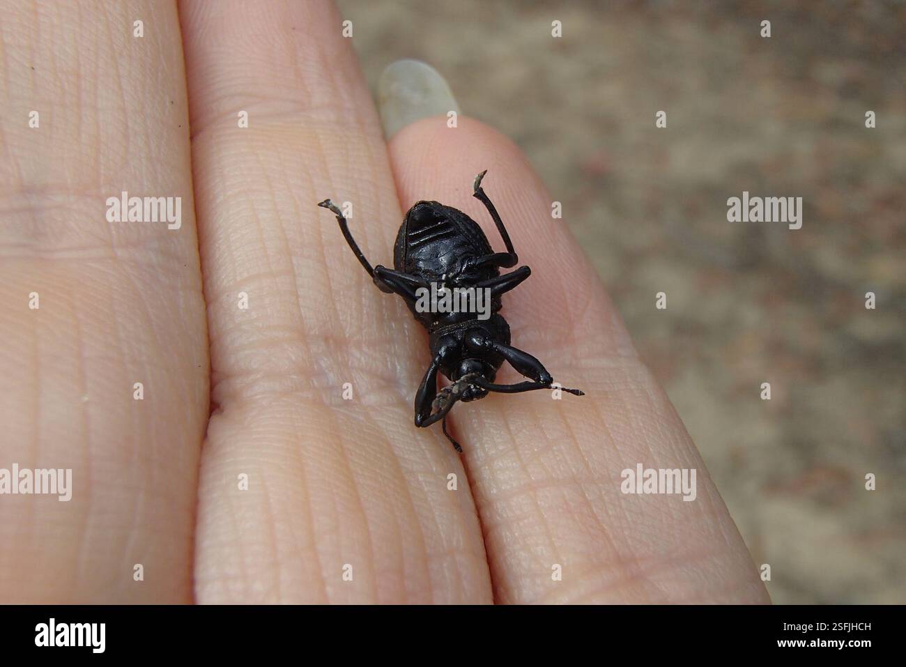 Broad-nosed Weevils (Entiminae), Insecta, 62 Railway Parade, Wentworth ...