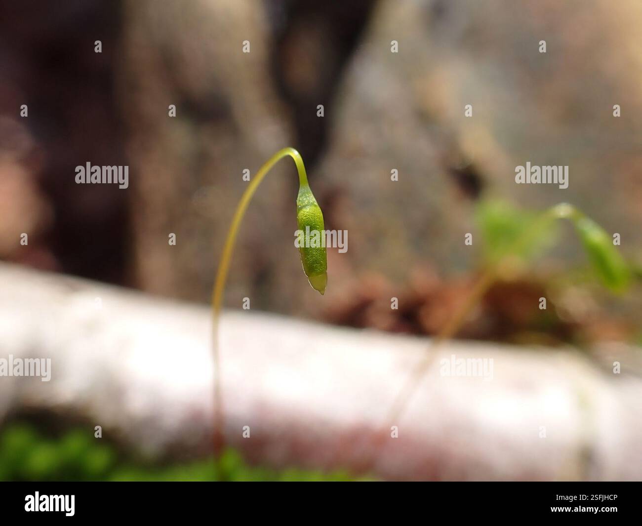 Horn Calcareous Moss (Mnium hornum), Plantae, De Geelders, Boxtel ...