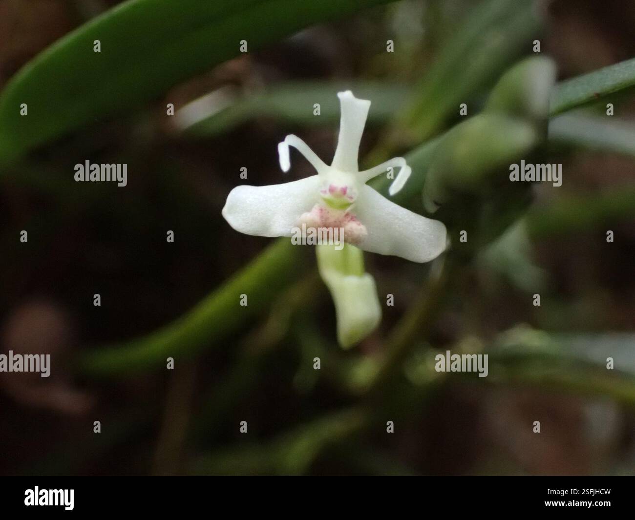 (Dendrobium taylorii), Plantae, Mareeba, AU-QL, AU Stock Photo - Alamy