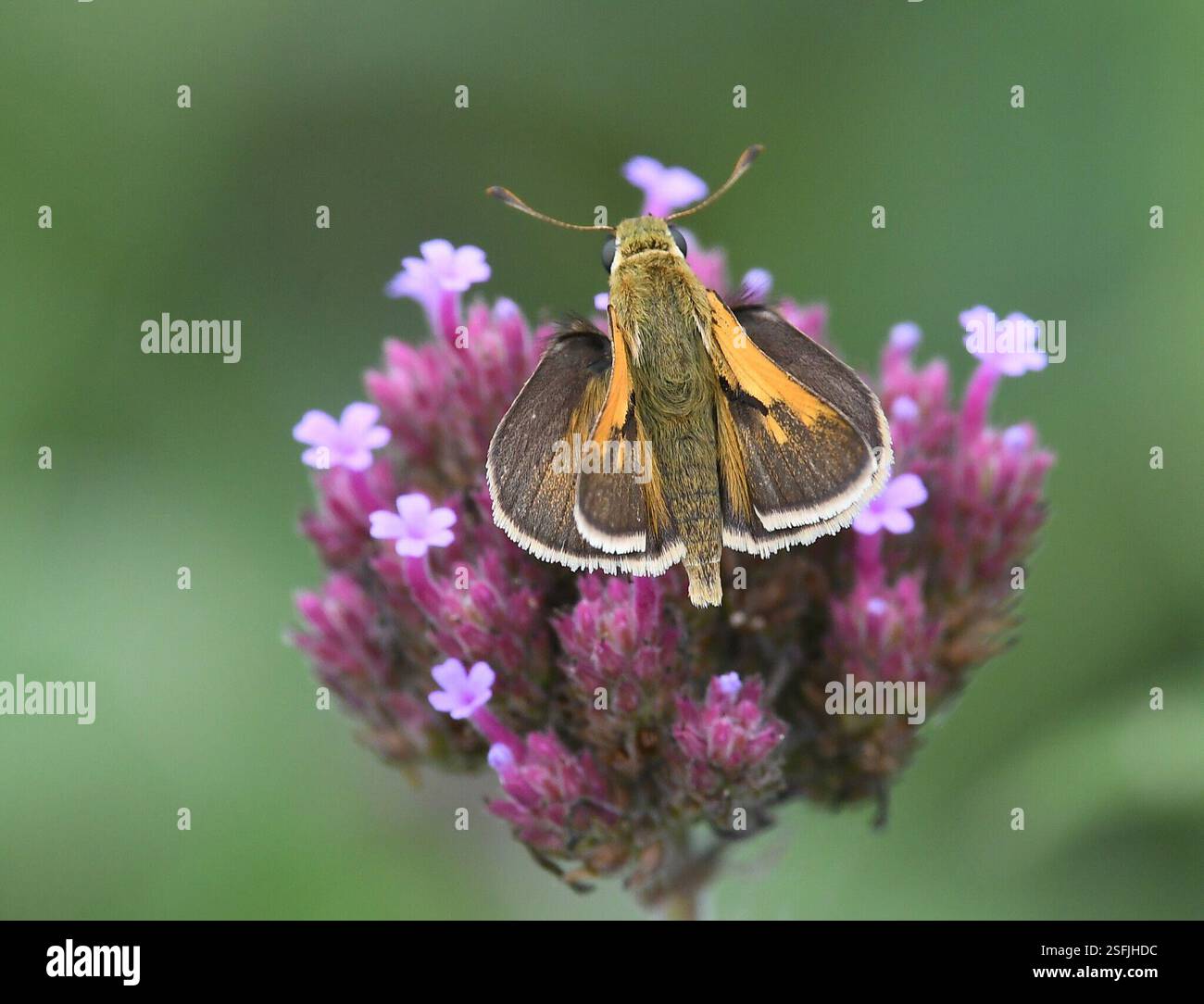 Tawny-edged Skipper (Polites themistocles), Insecta, Bellefontaine ...