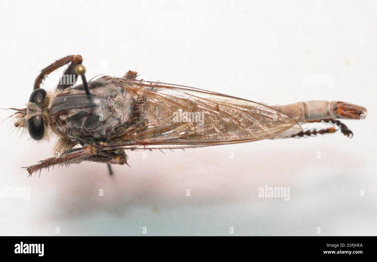 Common Marauder (Proctacanthus milbertii), Insecta, Nebraska, US, 39mm ...