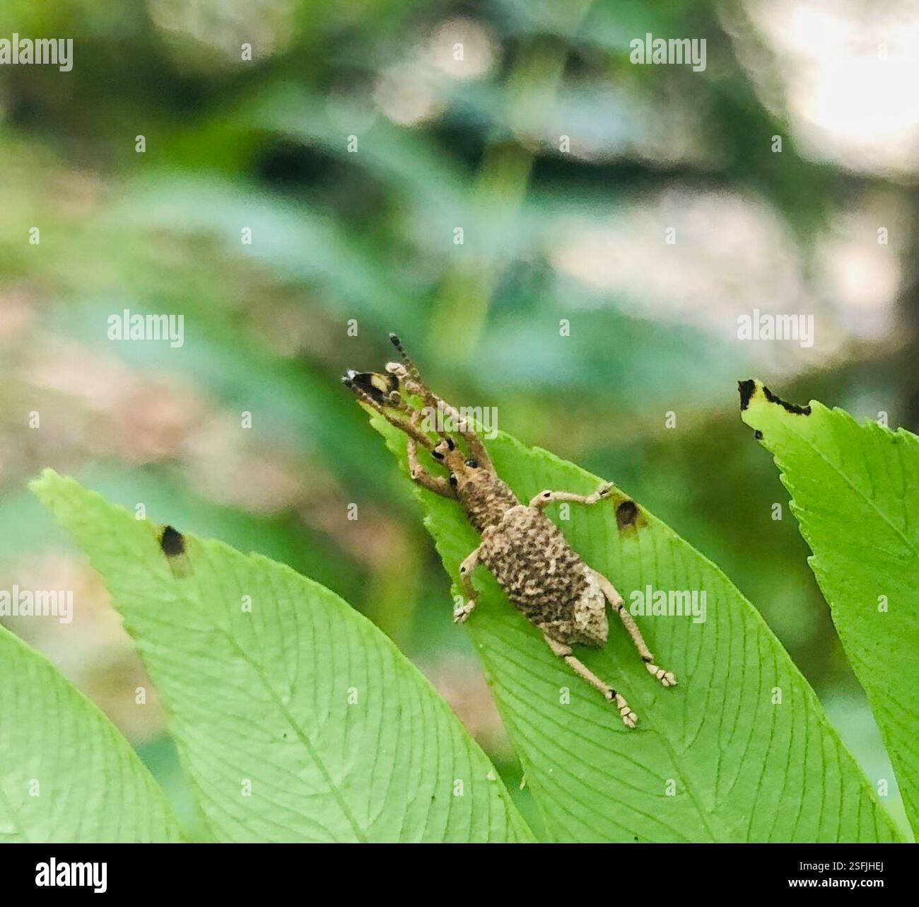 (Eustylus), Insecta, Paseo Turistico, Pastaza, Pastaza, EC Stock Photo ...