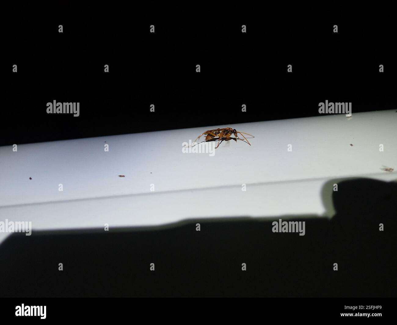 Spider Wasps (Pompilidae), Insecta, Lahad Datu, Sabah, Malaysia Stock ...