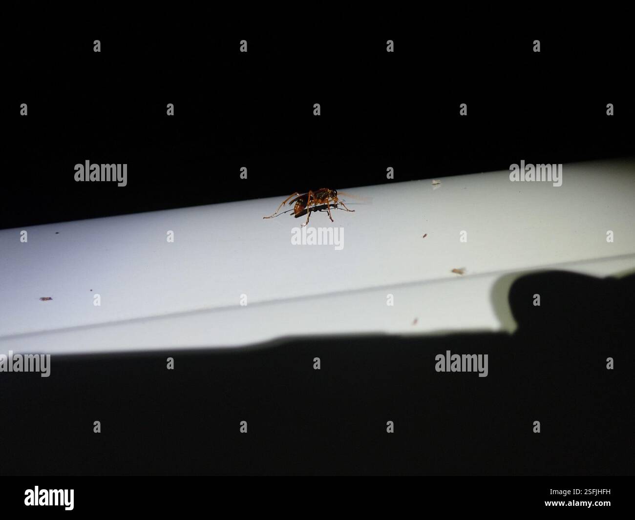 Spider Wasps (Pompilidae), Insecta, Lahad Datu, Sabah, Malaysia Stock ...