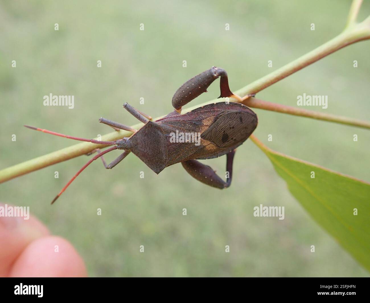 Common Gum-tree Bug (Amorbus robustus), Insecta, Dungog, Found on a ...