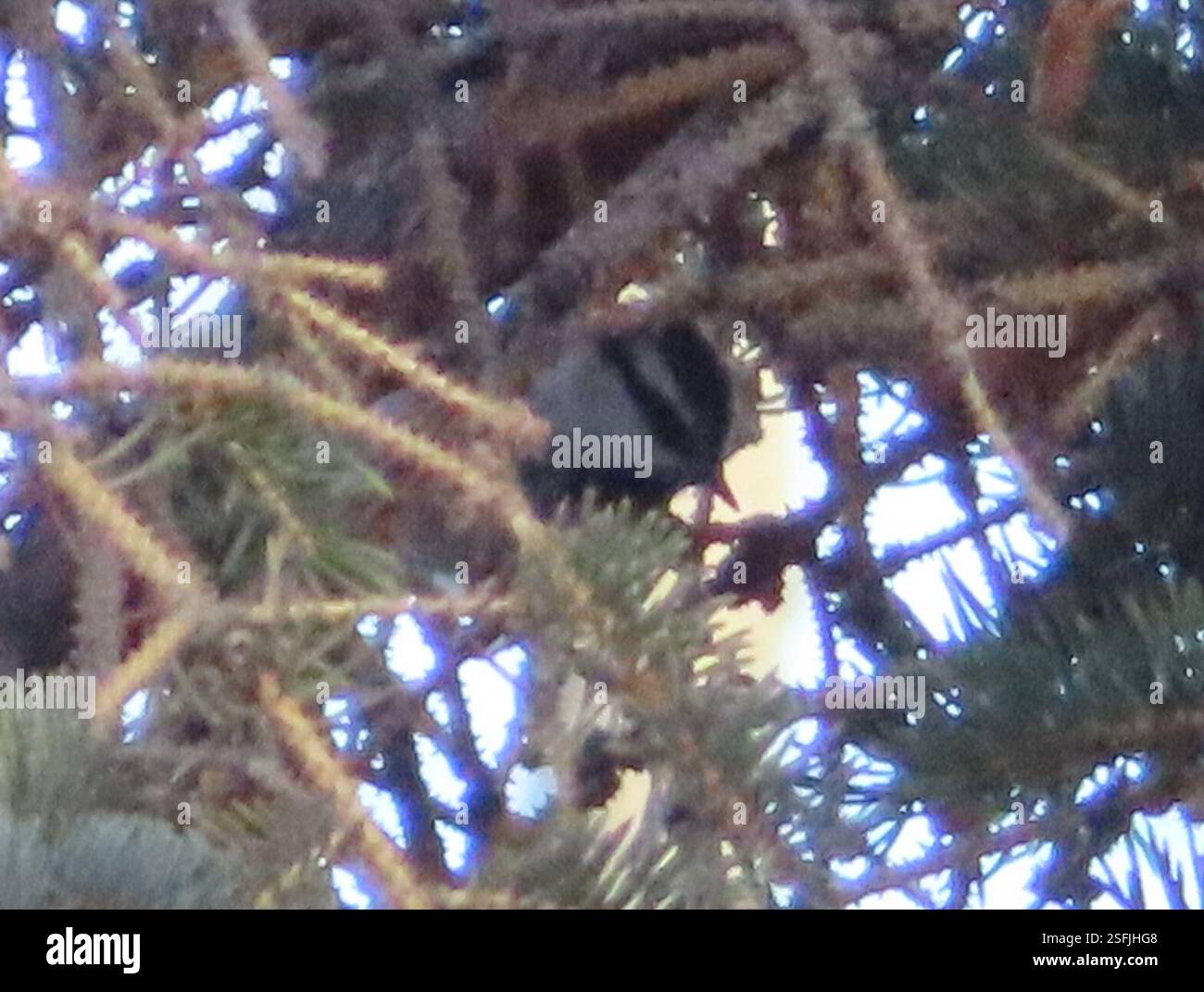 Mountain Chickadee (Poecile gambeli), Aves, Frisco, CO, USA Stock Photo ...