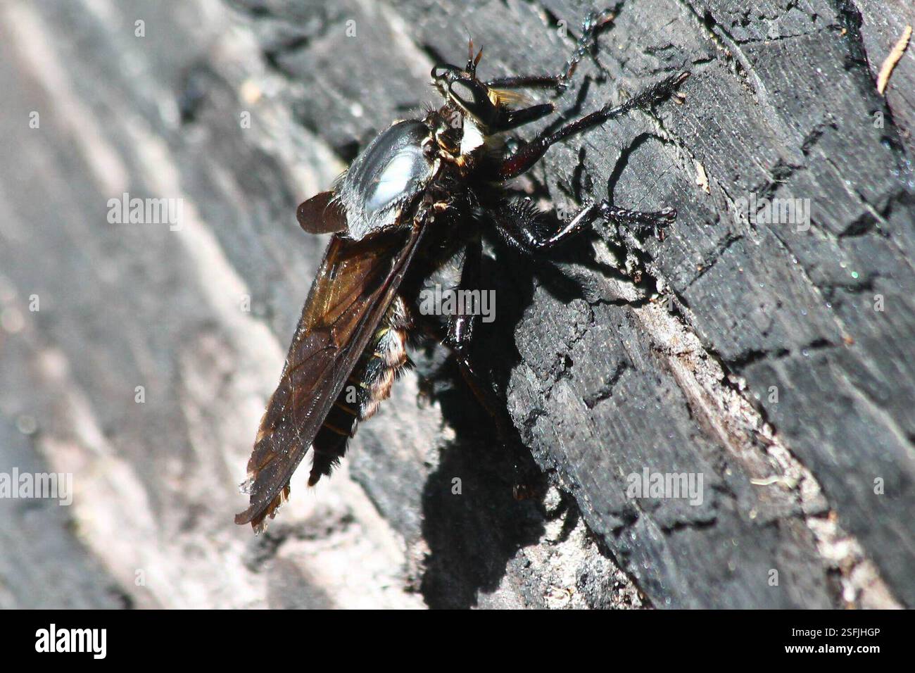 Giant Blue Robber Fly (Blepharotes splendidissimus), Insecta, Termeil ...