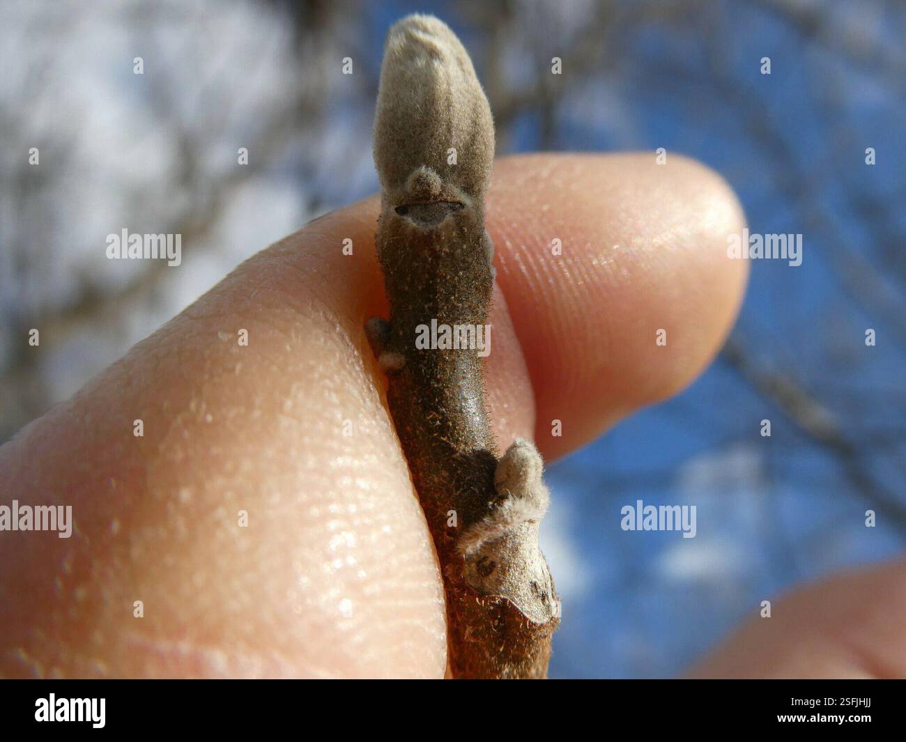 butternut canker (Ophiognomonia clavigignenti-juglandacearum), Fungi ...