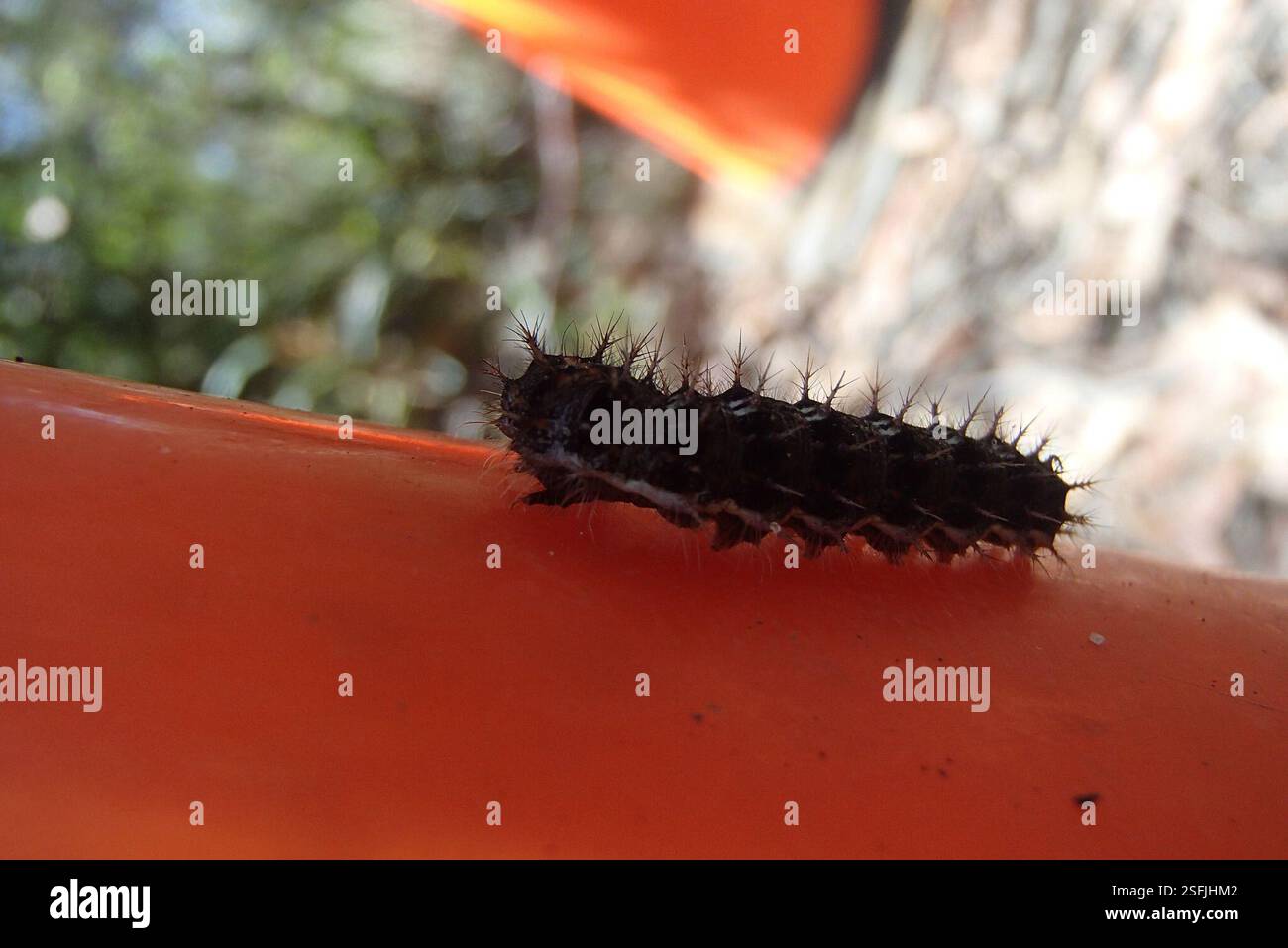 Checkerspots, Anglewings, Peacocks, and Allies (Nymphalinae), Insecta ...