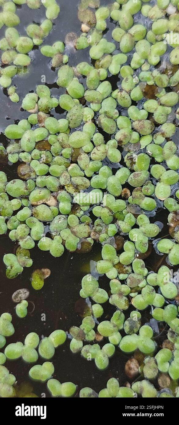 lesser duckweed (Lemna aequinoctialis), Plantae, Chatham Islands ...