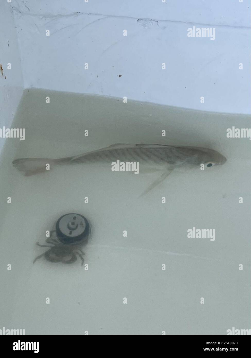 Spot Croaker (Leiostomus xanthurus), Actinopterygii, Lydia Ann Channel ...