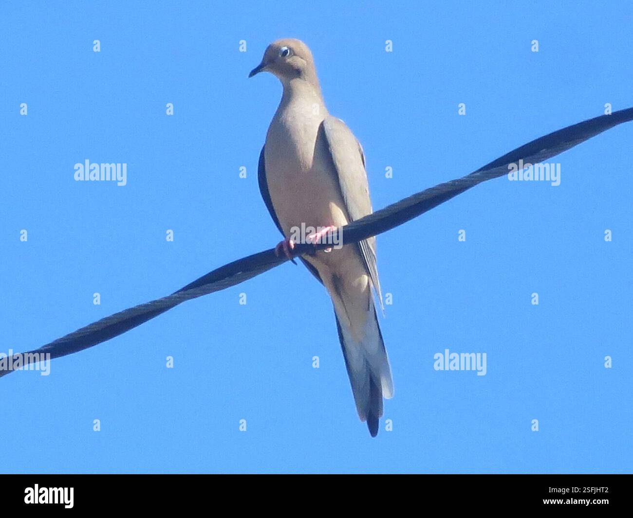 Mourning Dove (Zenaida macroura), Aves, Bell's Landing, Savannah, GA ...