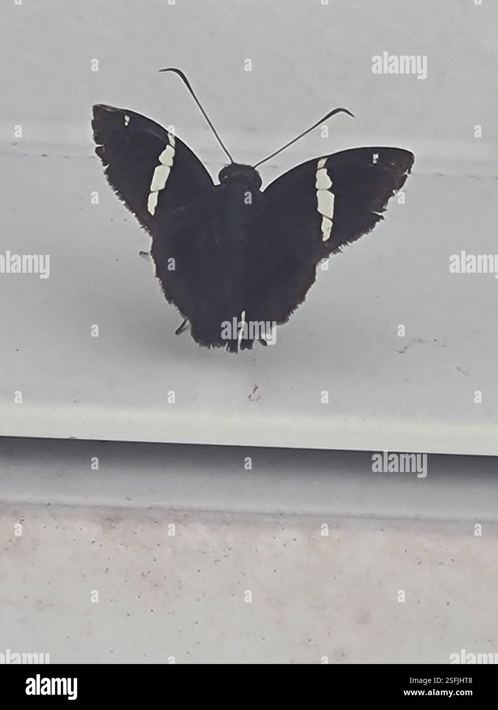 (Autochton), Insecta, Klaaskreek, SR-BR, SR Stock Photo - Alamy