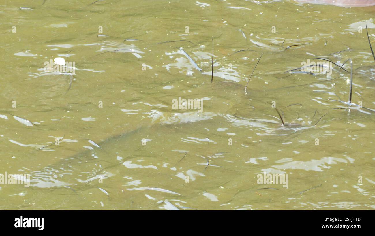 Sharptooth Catfish (Clarias gariepinus), Actinopterygii, Чианг Май ...