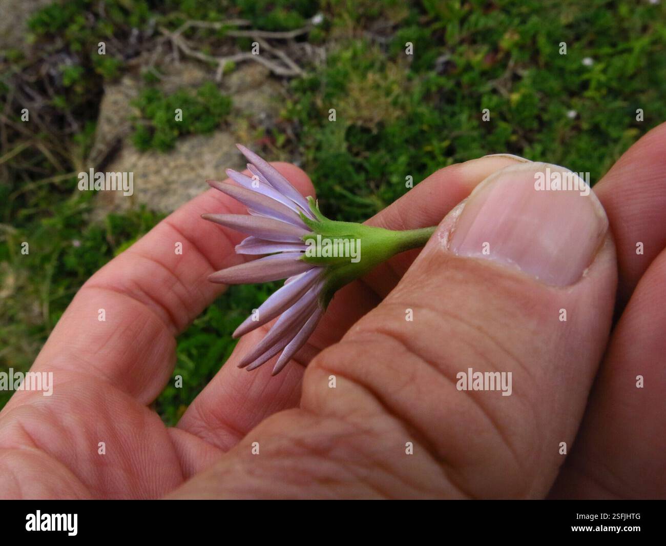 trailing African daisy (Dimorphotheca fruticosa), Plantae, Leisure ...