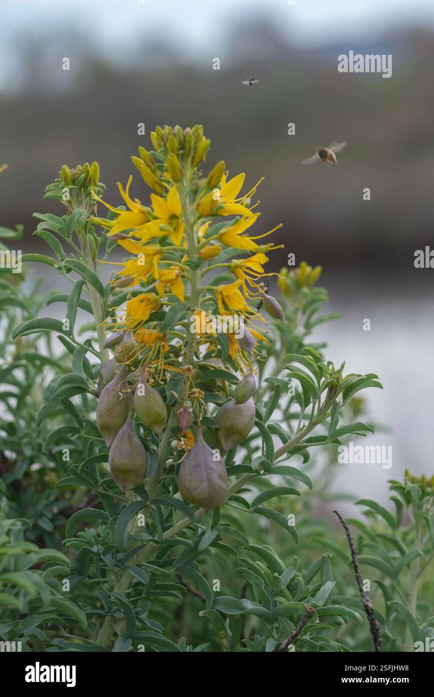 Bladderpod (Cleomella arborea), Plantae, Torrance, CA, USA Stock Photo ...