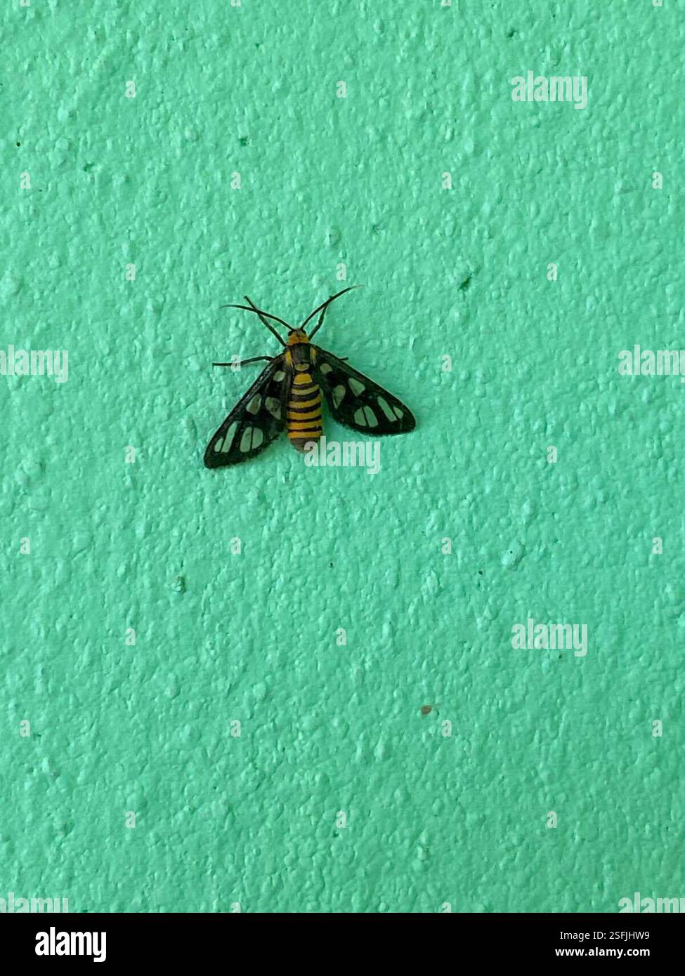 Hübner's Wasp Moth (Amata huebneri), Insecta, Краби, Таиланд Stock ...