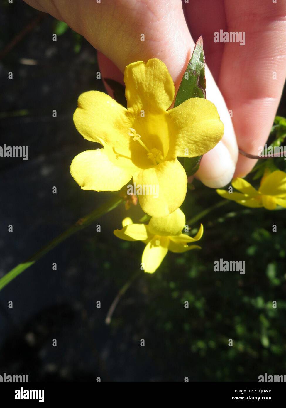 yellow jessamine (Gelsemium sempervirens), Plantae, Windsor Forest ...