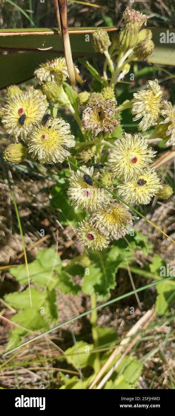 Chatham Island Sow Thistle (Sonchus grandifolius), Plantae, Chatham ...