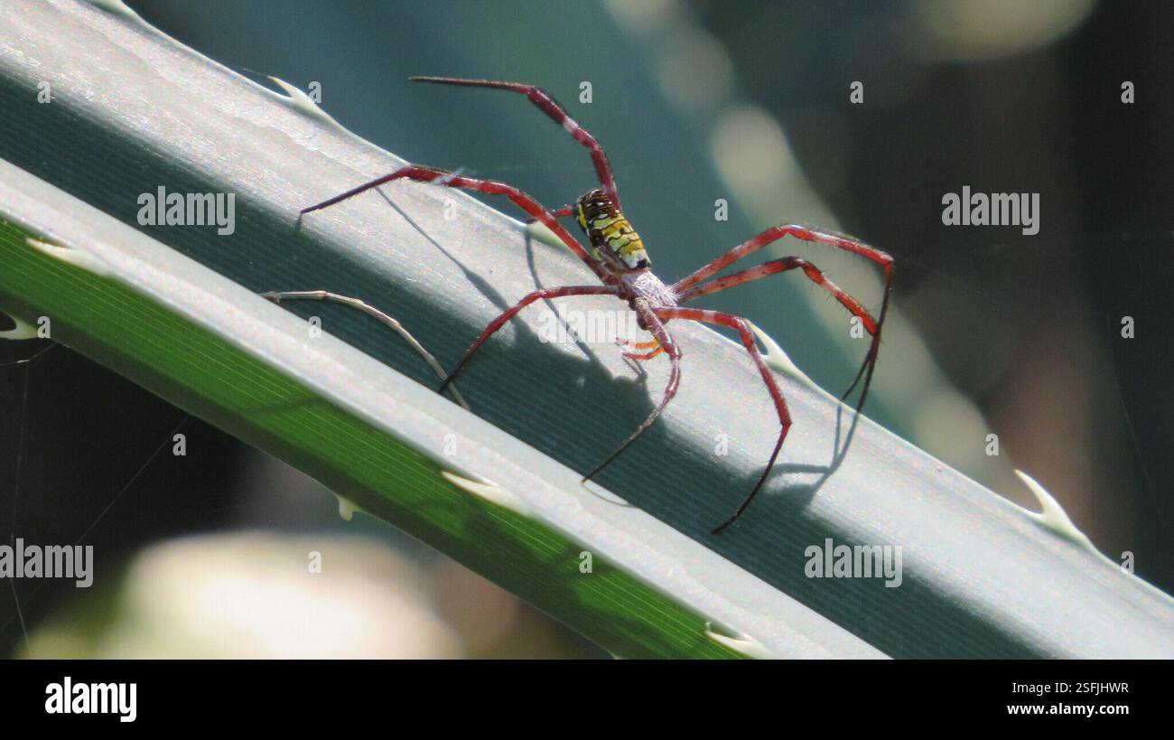 Mangrove Saint Andrew's Cross Spider (Argiope mangal), Arachnida, Краби ...