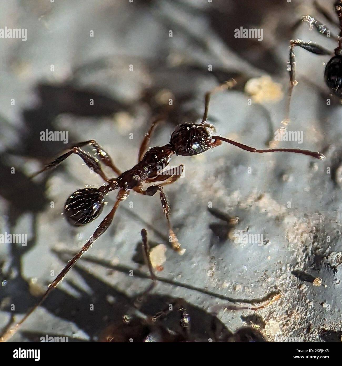 Large Imported Big-headed Ant (Pheidole obscurithorax), Insecta ...