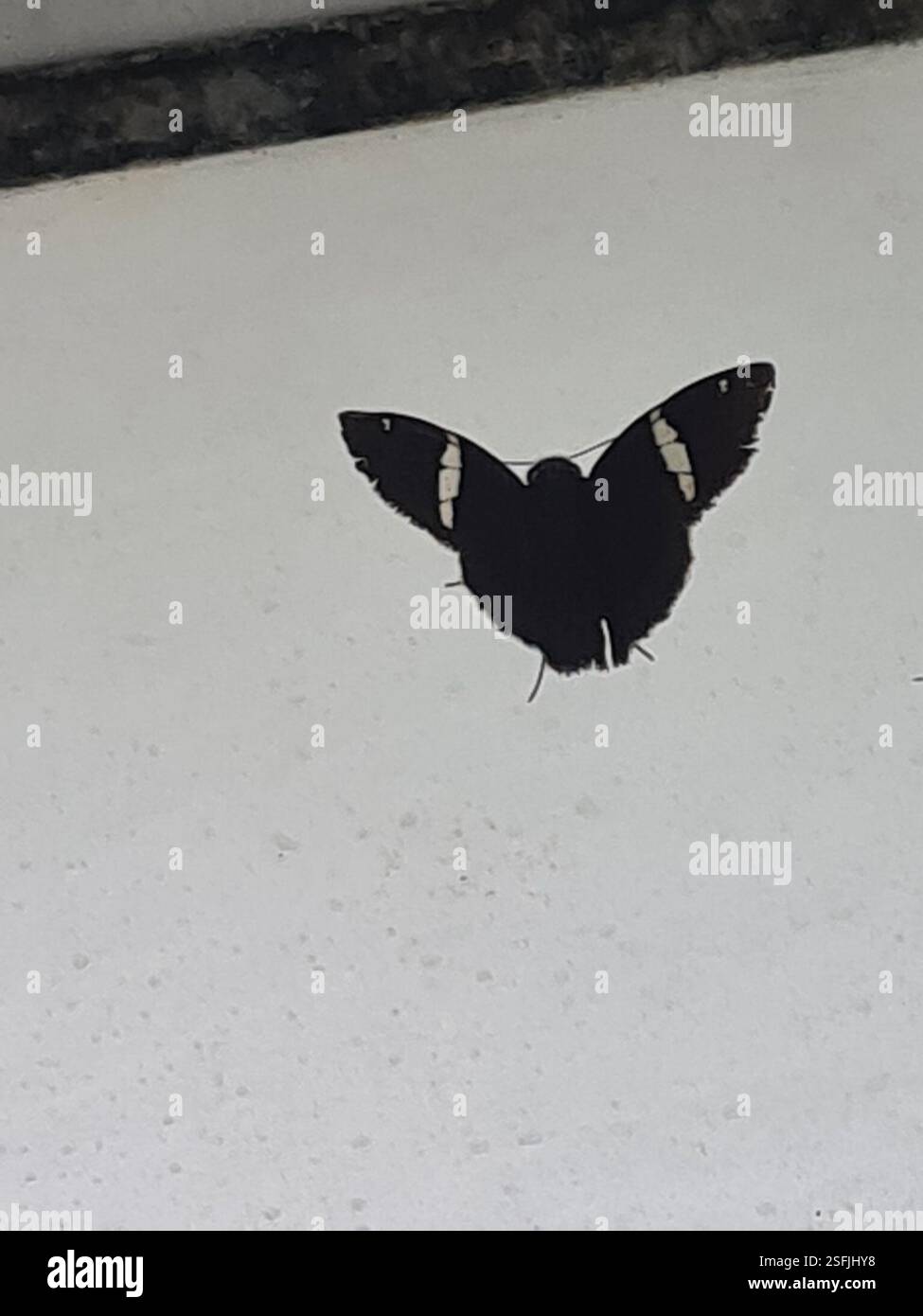 (Autochton), Insecta, Klaaskreek, SR-BR, SR Stock Photo - Alamy