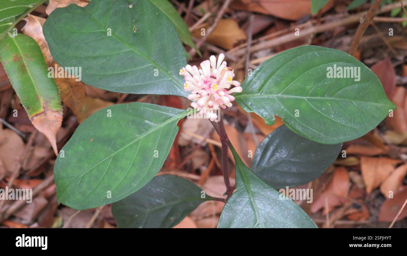 Curved Flower Woody Chassalia (Chassalia curviflora), Plantae, Краби ...