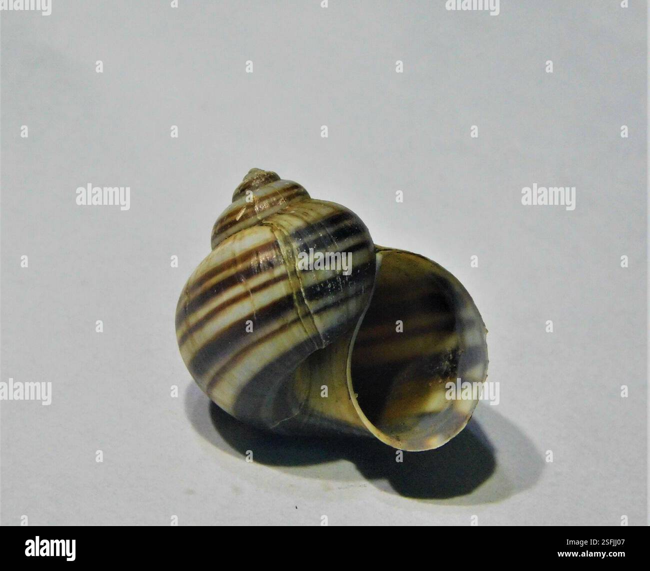 zebra apple snail (Asolene spixii), Mollusca, Franquia, Departamento de ...