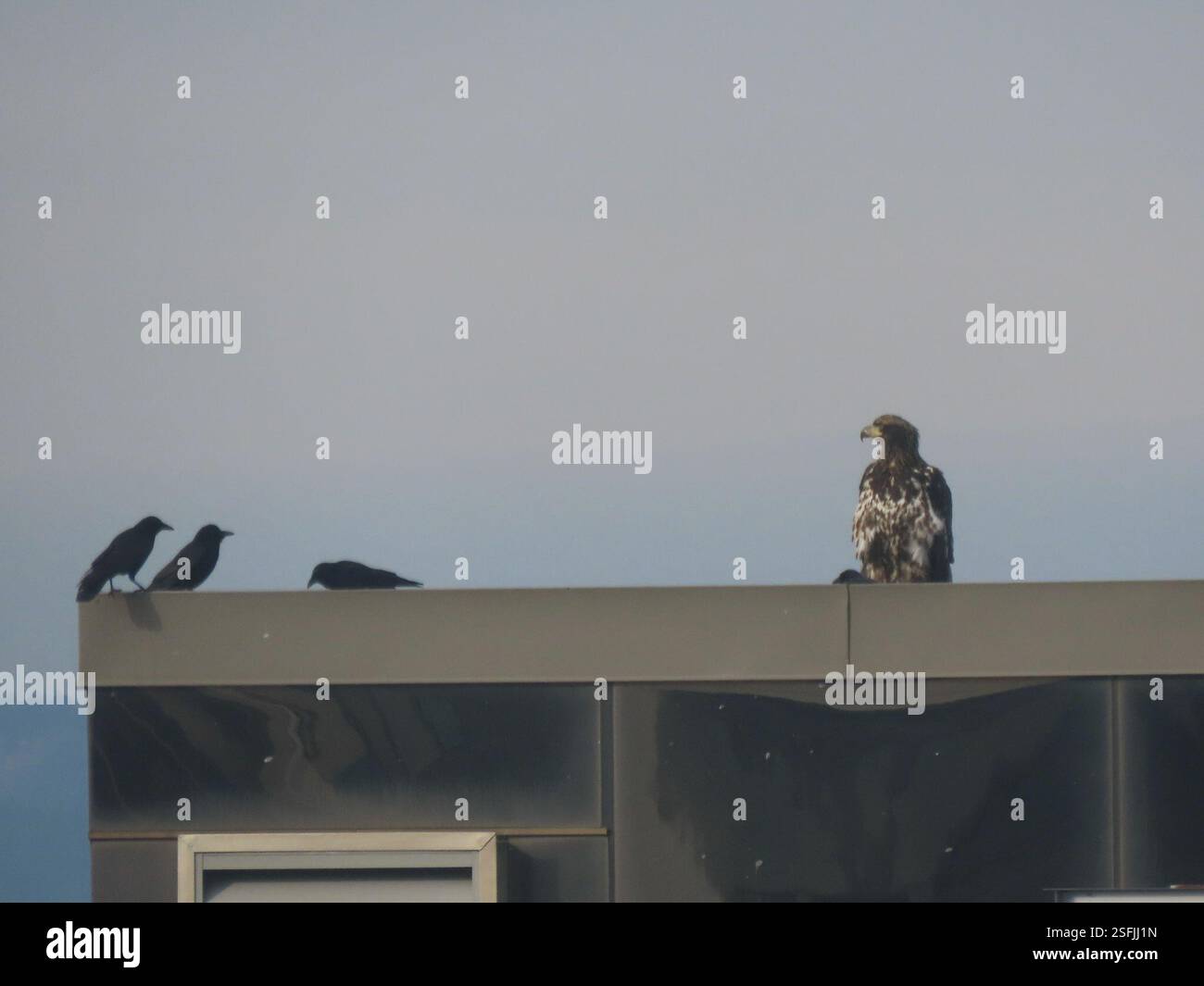 American Crow (Corvus brachyrhynchos), Aves, Douglas St, Victoria, BC ...