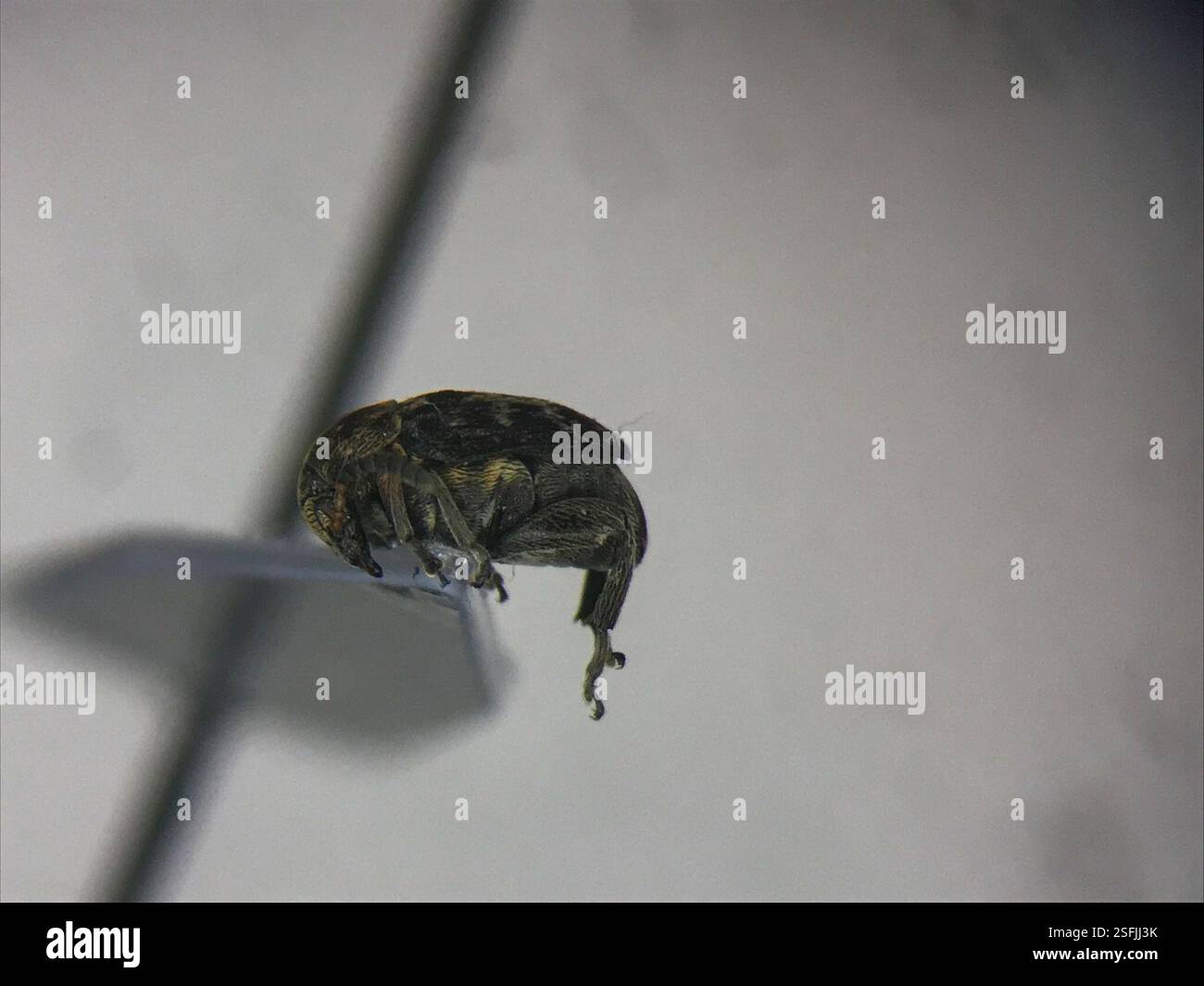 (Bruchus affinis), Insecta, Capitale-Nationale, QC, Canada Stock Photo ...