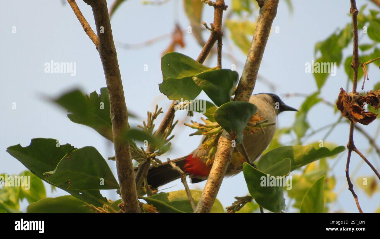 Sooty-headed Bulbul (Pycnonotus aurigaster), Aves, Чианг Май, Таиланд ...