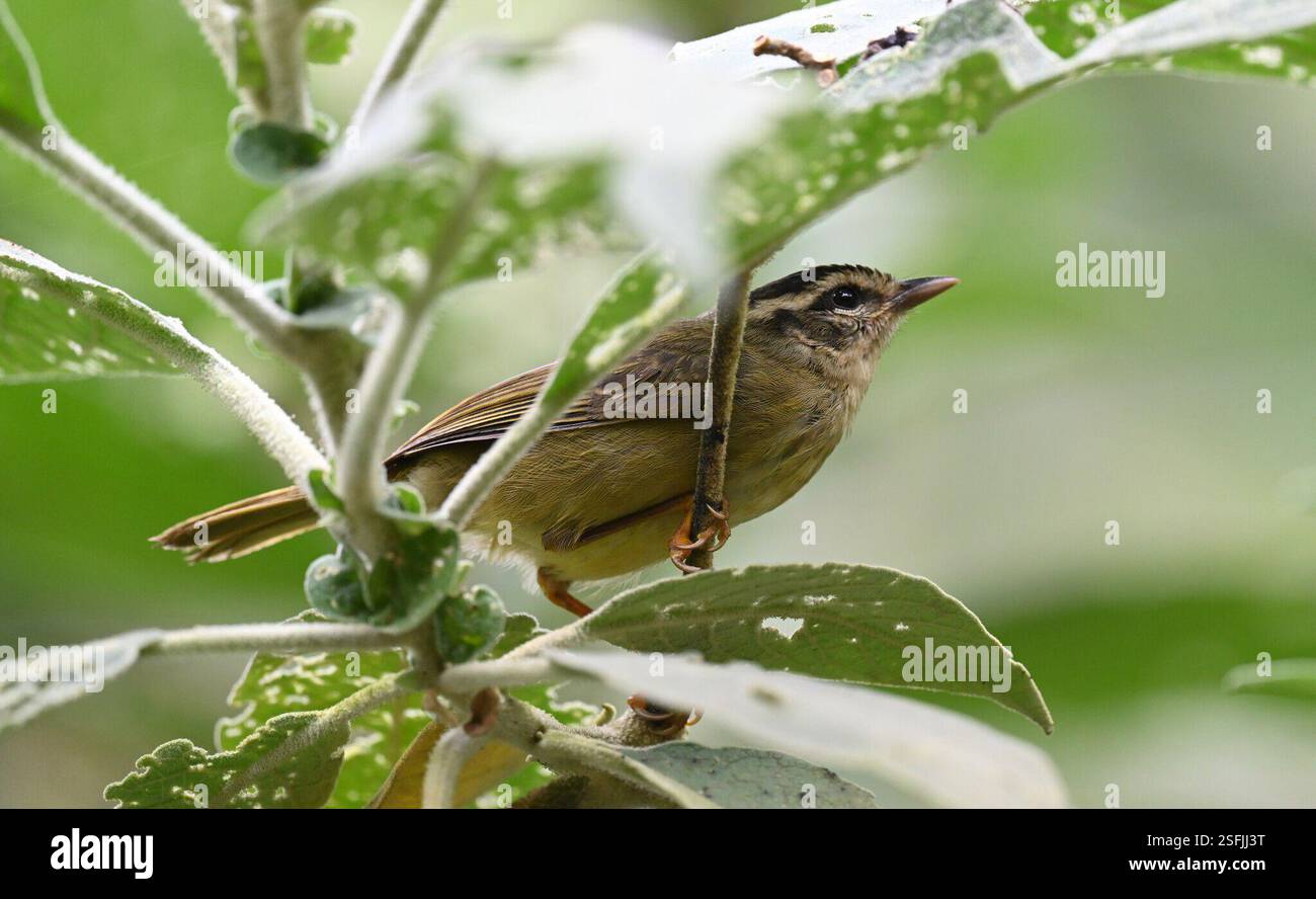 Three-striped Warbler (Basileuterus tristriatus), Aves, Mirador ...