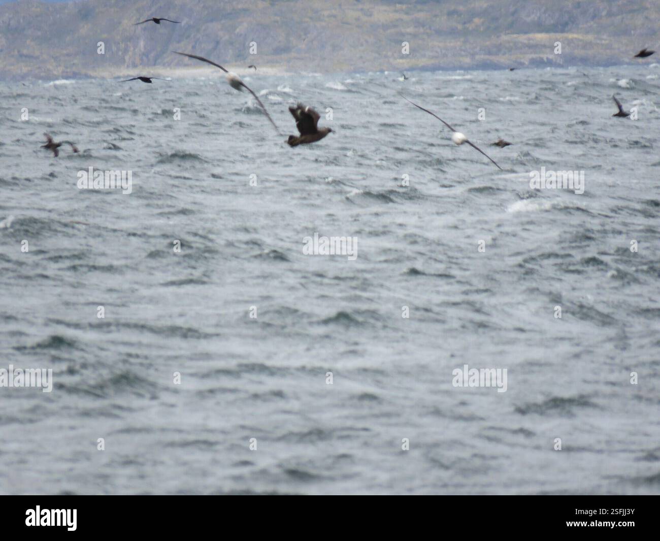 Brown Skua (Stercorarius antarcticus), Aves, Ushuaia, AR-TF, AR Stock Photo - Alamy