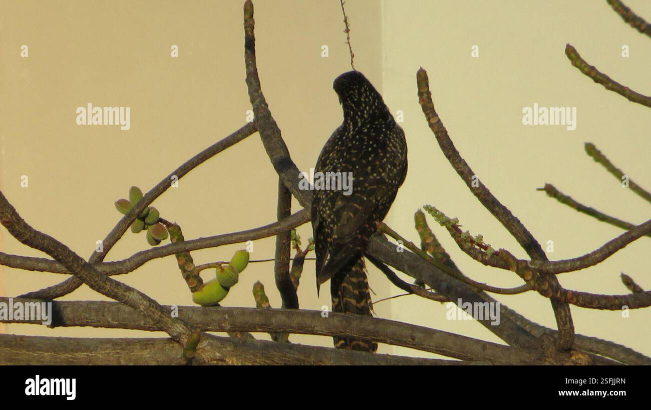 Asian Koel (Eudynamys scolopaceus), Aves, Чианг Май, Таиланд Stock ...
