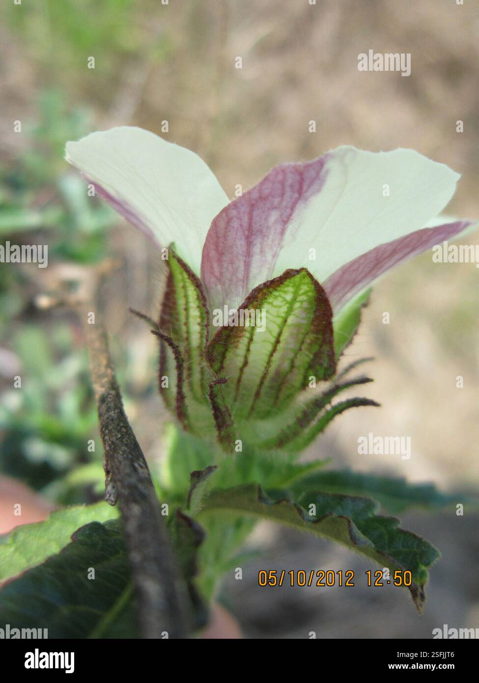flower-of-an-hour (Hibiscus trionum), Plantae, uMgungundlovu District ...