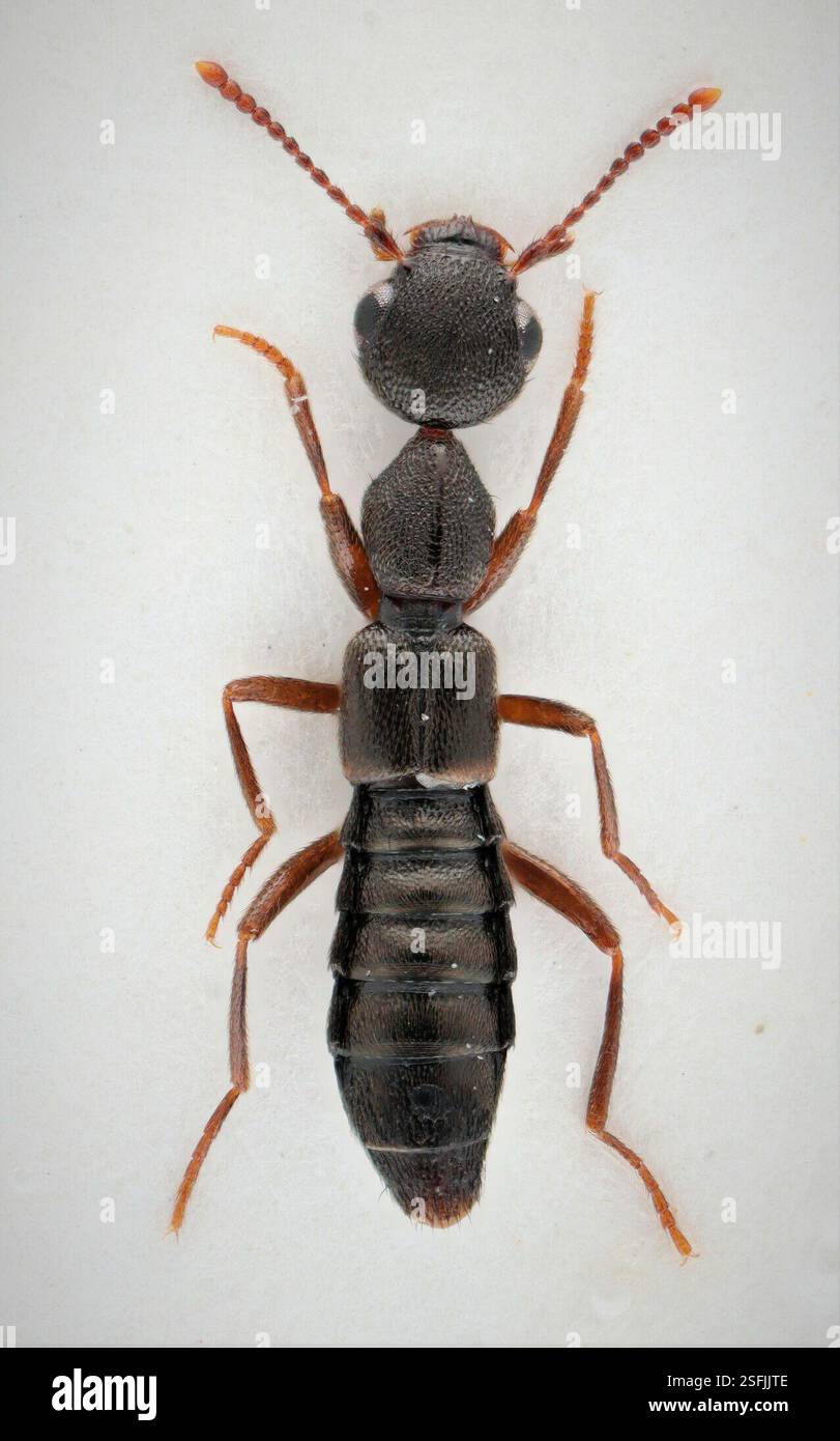 (Rugilus biarmatus), Insecta, Estrie, QC, Canada, Captured with this ...