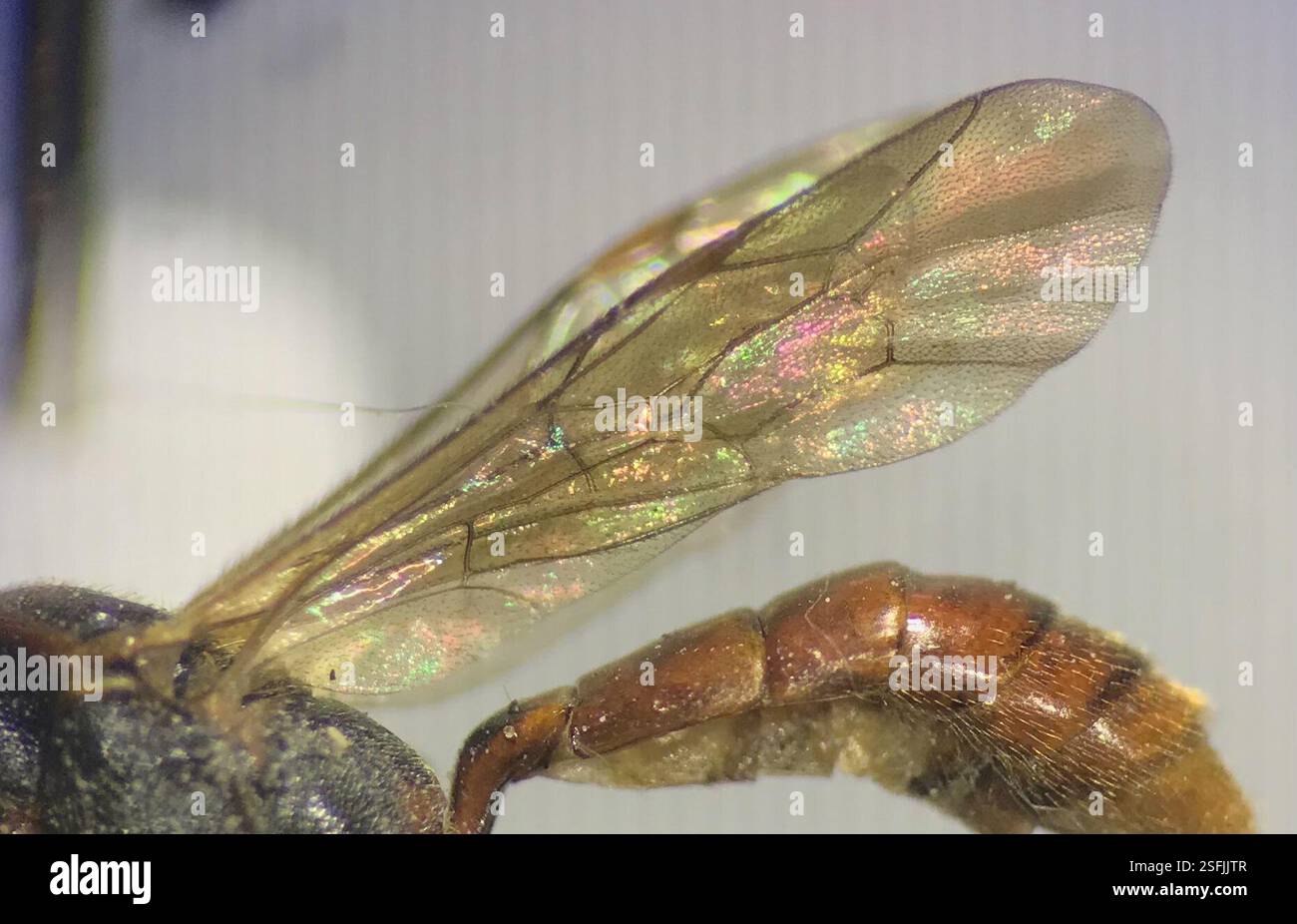 Ichneumonid Wasps (Ichneumonidae), Insecta, Nebraska, US, 8mm Stock ...