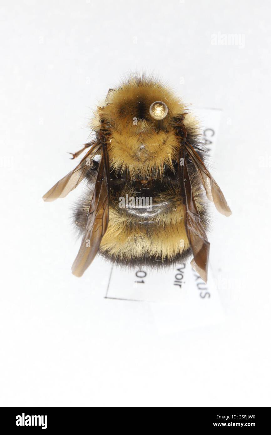 Perplexing Bumble Bee (Bombus perplexus), Insecta, Rainy River District ...