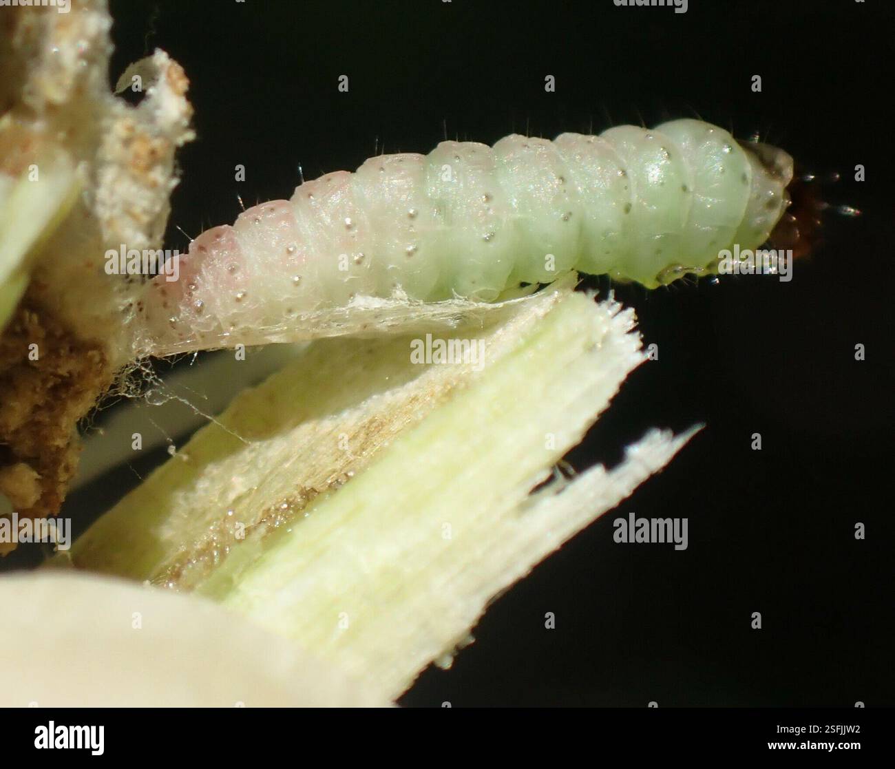 Insects (Insecta), Insecta, Wynyard TAS 7325, Australia, Found inside ...