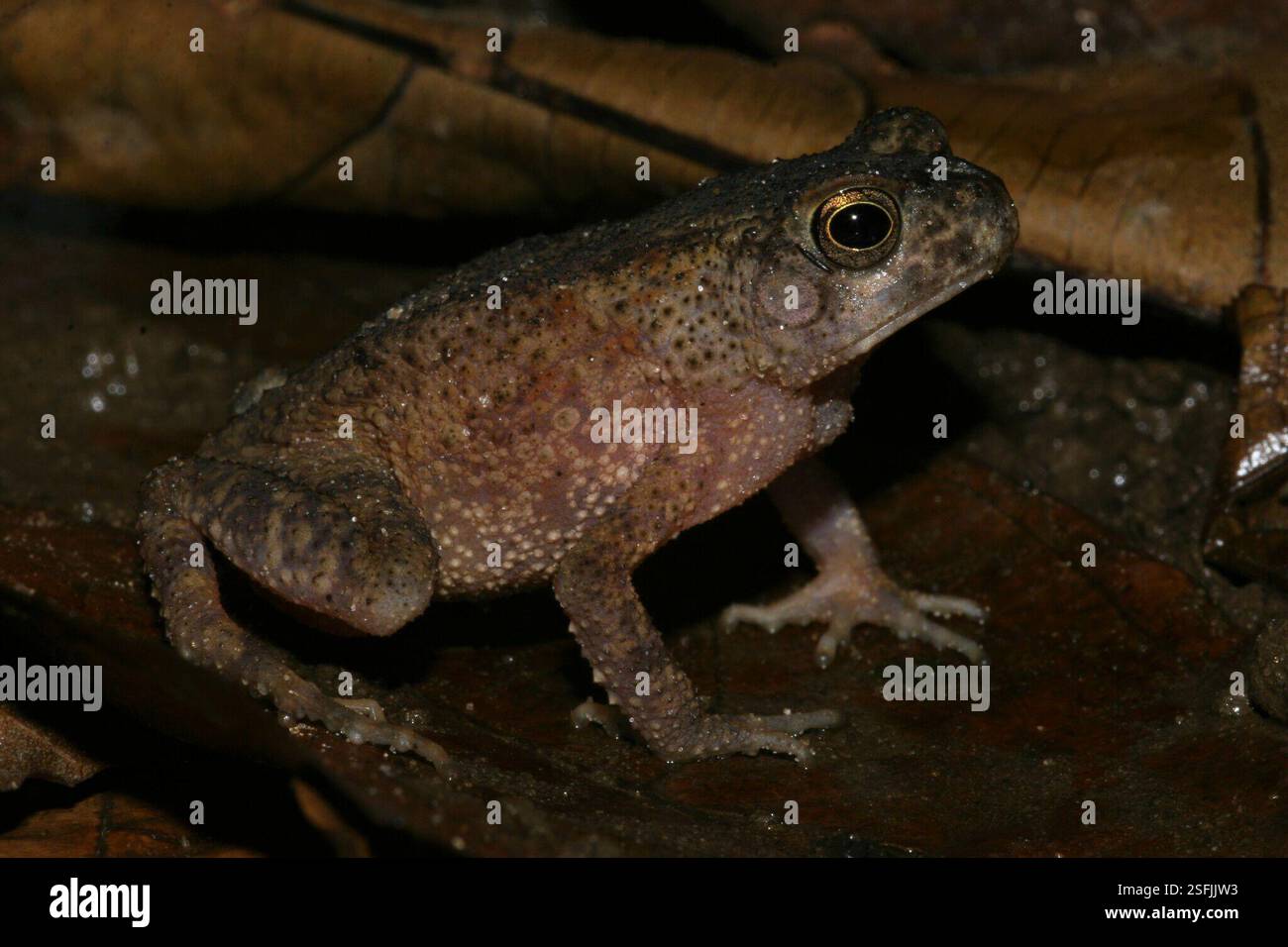 French Congo Toad (Sclerophrys gracilipes), Amphibia, Madingo-Kayes ...