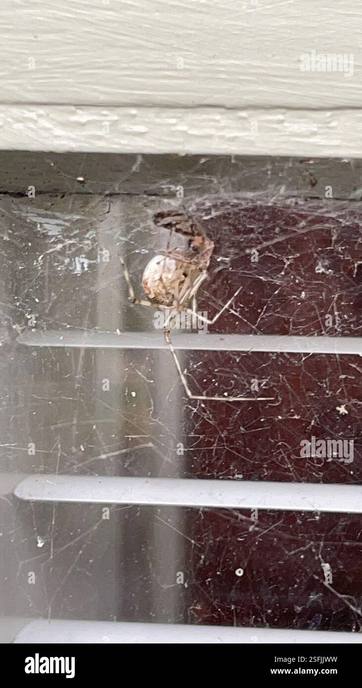 White porch spider (Cryptachaea gigantipes), Arachnida, Melbourne VIC ...