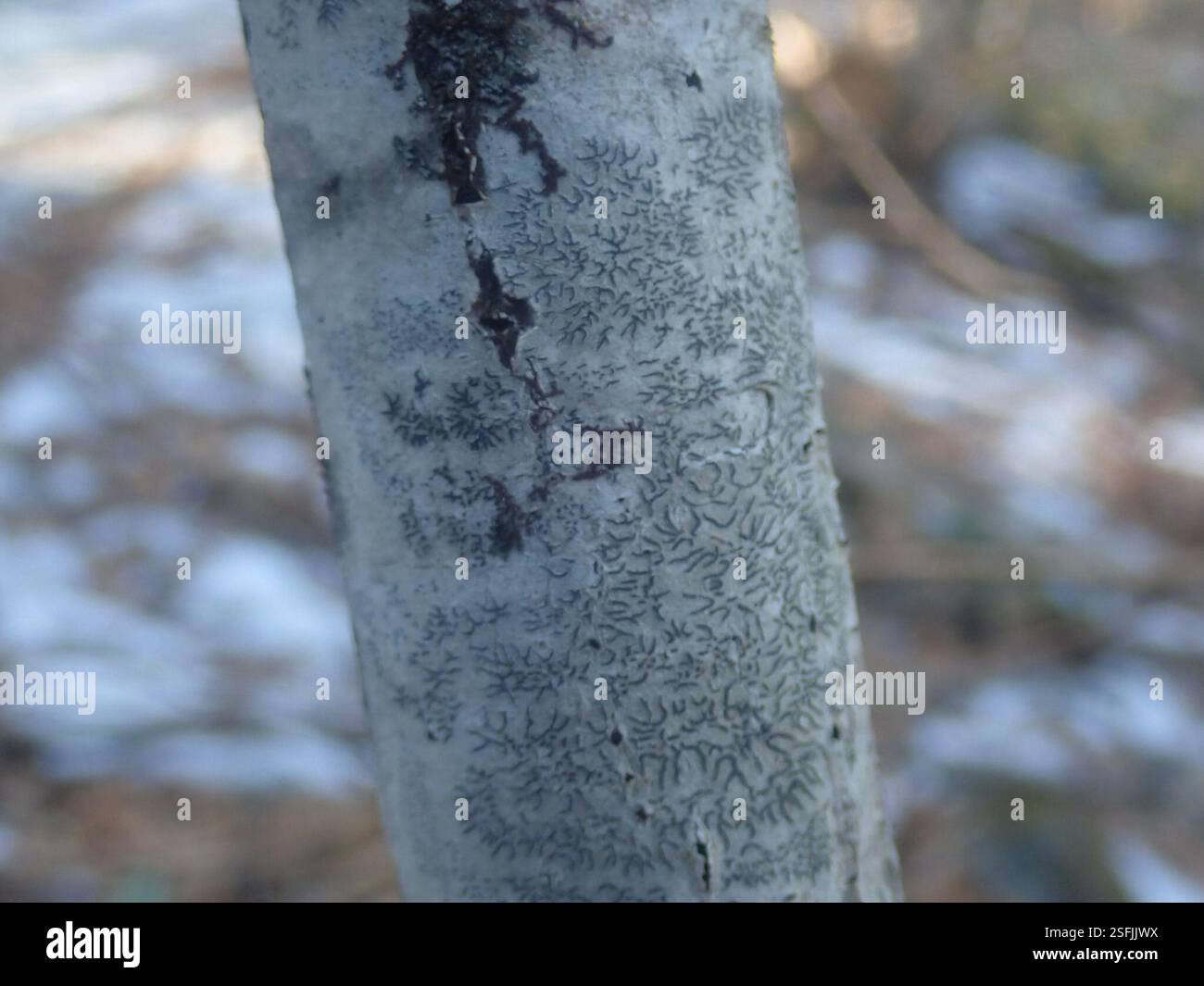 Common Script Lichen (Graphis scripta), Fungi, New Salem, MA, USA Stock ...