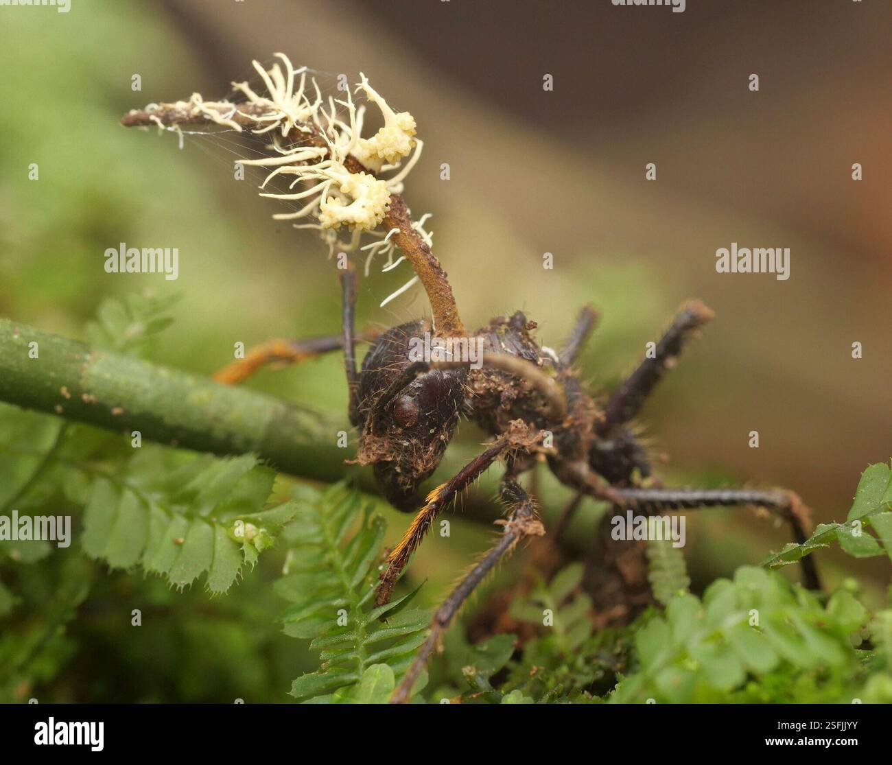 (Ophiocordyceps ponerinarum), Fungi, Eloy Alfaro, Ecuador, Note ...