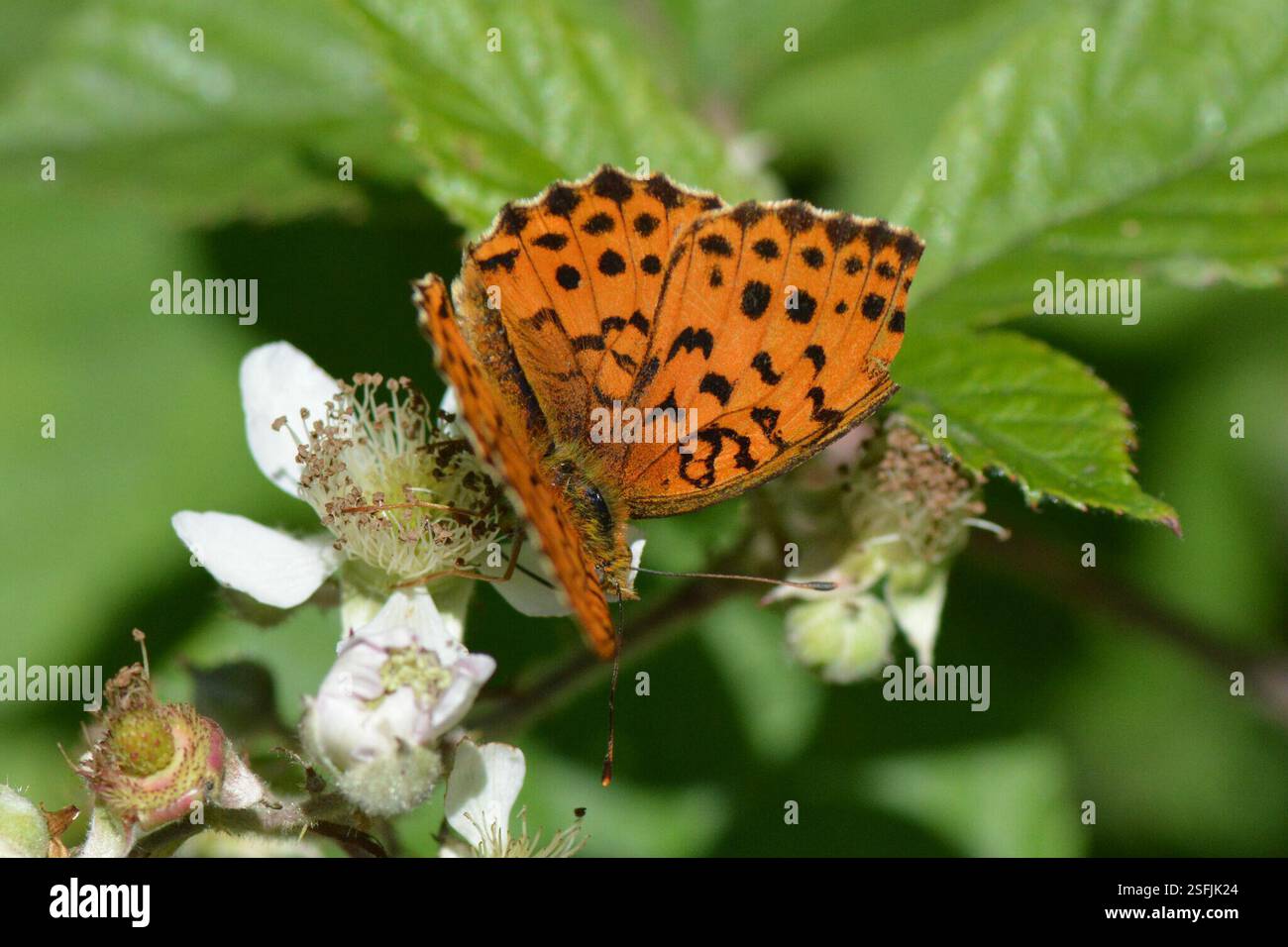 Marbled Fritillary (Brenthis daphne), Insecta, 5072 Oeschgen, Schweiz ...
