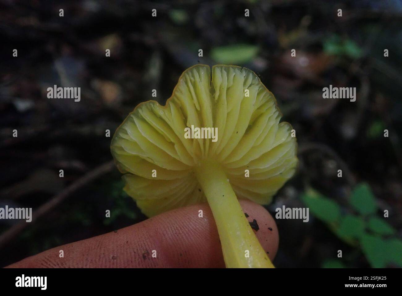 Golden Waxcap (Hygrocybe chlorophana), Fungi, Ehlanzeni District ...