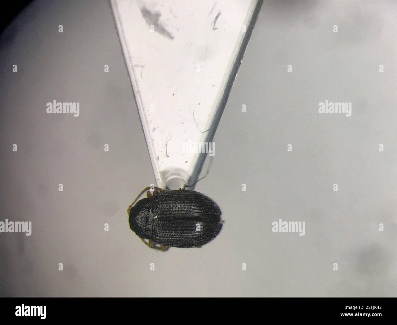 (Epitrix pubescens), Insecta, Neufchâtel, Québec, QC, Canada Stock ...