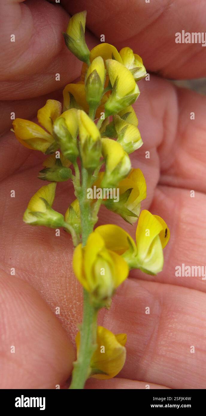 Round Pod Rattle Bush (Crotalaria globifera), Plantae, uMgungundlovu ...