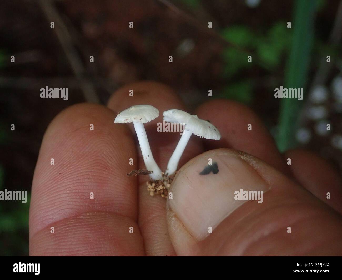 (Termitomyces microcarpus), Fungi, Ehlanzeni District Municipality ...