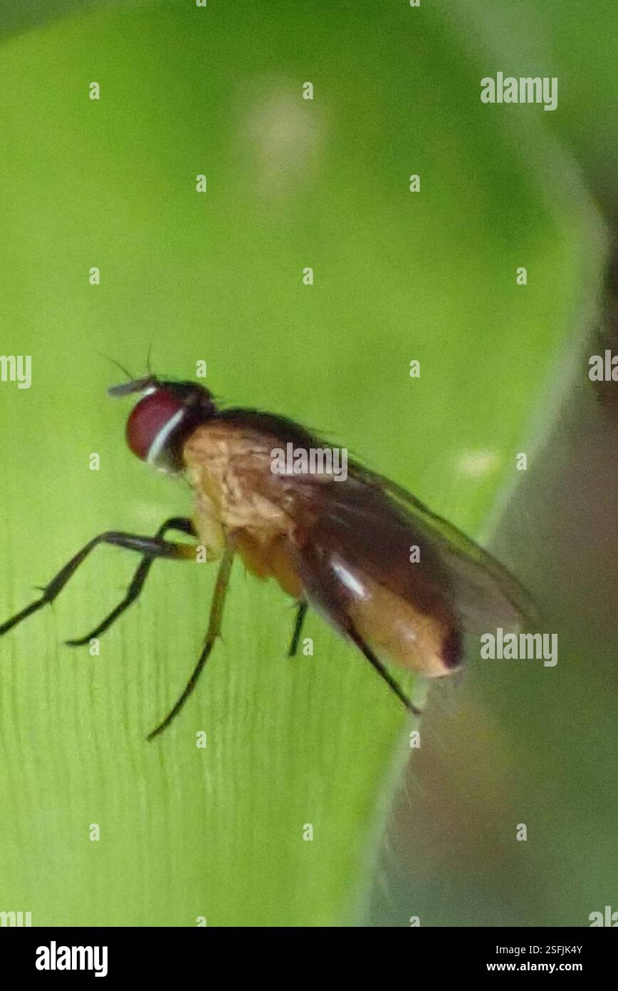 Shoot Flies (Atherigona), Insecta, Stentor 2, Ehlanzeni, South Africa ...